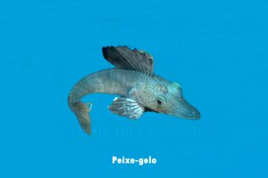 11 tipos de peixes de couro de água salgada: características ...