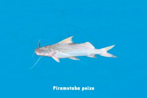 11 Tipos de peixes de couro de água doce: características, informações ...