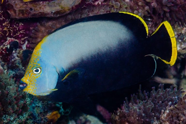 Peixe-anjo-azul-filipino: características, habitat, reprodução e ...