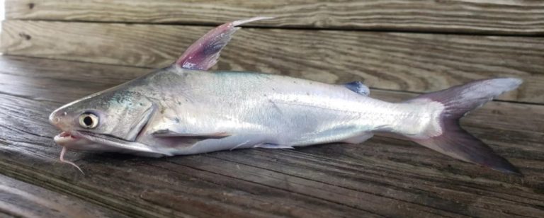 Bagre-bandeira peixe: características, alimentação, curiosidades ...