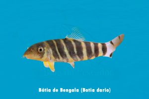 11 Tipos de peixe bótia: características, informações e muito mais ...