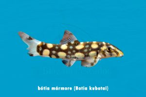 11 Tipos de peixe bótia: características, informações e muito mais ...