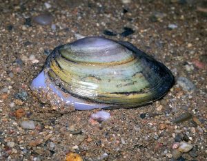 Ostras: tipos, características, reprodução, alimentação e riscos | Blog ...