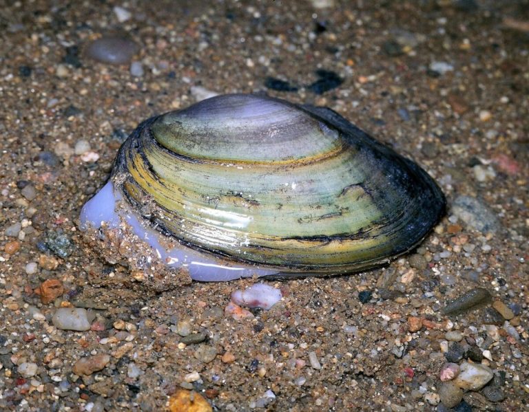 Ostras: tipos, características, reprodução, alimentação e riscos | Blog ...