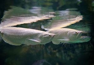 Aruanã Prateado peixe: características, reprodução, alimentação e ...