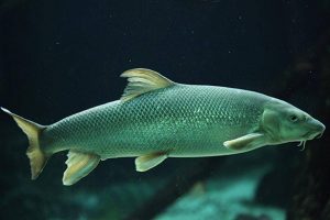 Barbo peixe: características, habitat, reprodução e alimentação | Blog ...