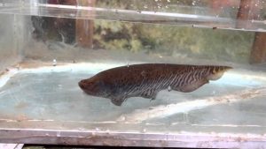 Criação de tuvira em caixa d'água: alimentação, cuidados e como usar de ...