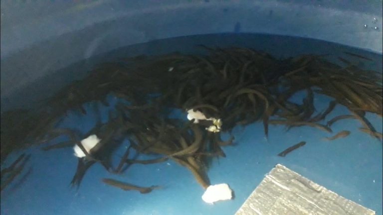 Criação de tuvira em caixa d'água: alimentação, cuidados e como usar de ...