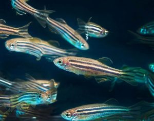 Danio-zebra peixe: origem, características, reprodução, alimentação ...