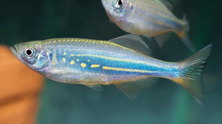 Danio gigante peixe: características, reprodução, alimentação, habitat ...