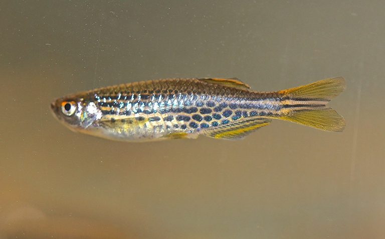 Danio ouro peixe: características, reprodução, alimentação, habitat e ...