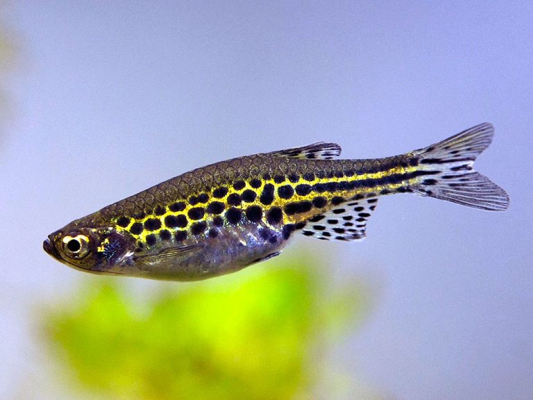 Danio ouro peixe: características, reprodução, alimentação, habitat e ...