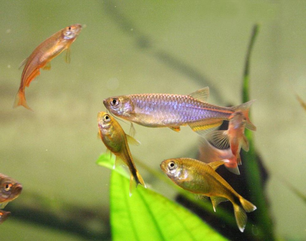 Danio rosa peixe: características, reprodução, alimentação, habitat e ...