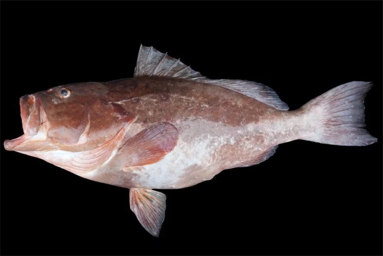 Garoupa são tomé peixe: características, reprodução, alimentação ...