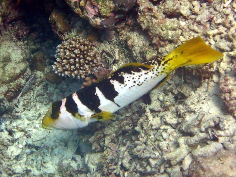 Garoupa selada peixe: características, reprodução, alimentação e ...
