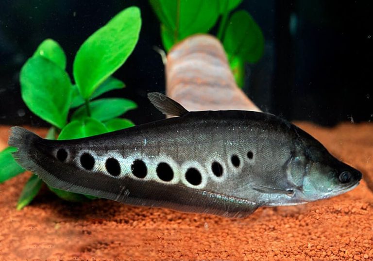 Criação de Peixe faca em aquario: características, licença, reprodução ...