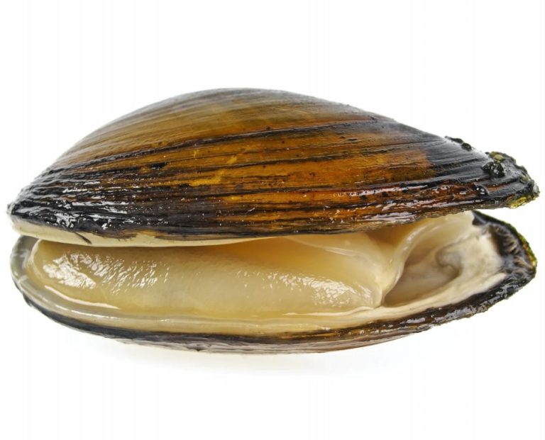 Ostras: tipos, características, reprodução, alimentação e riscos | Blog ...