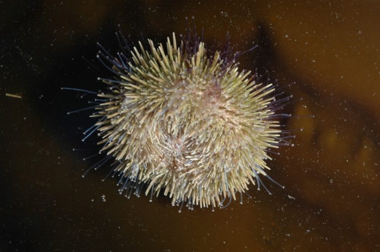 Ouriço-do-mar-verde: características, reprodução, alimentação e habitat ...