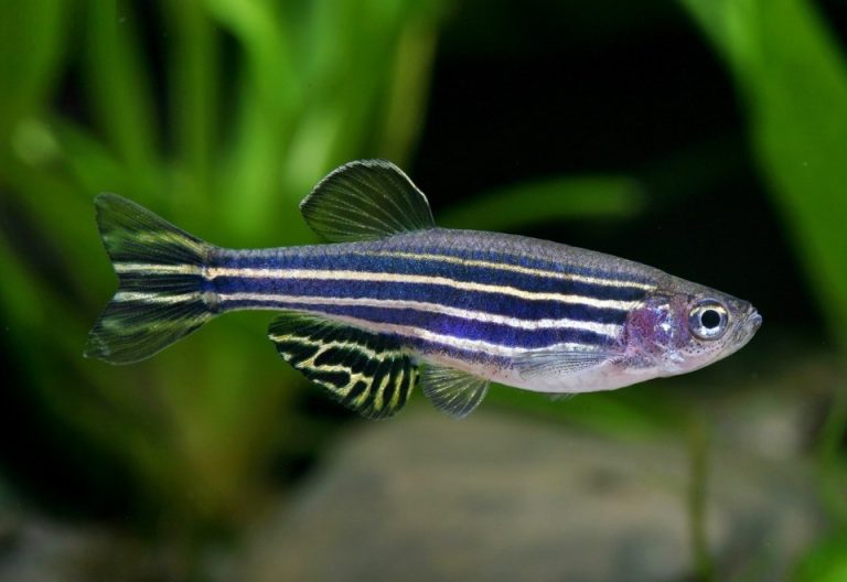 Danio-zebra peixe: origem, características, reprodução, alimentação ...