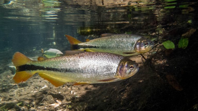 Pirapitinga do sul peixe: origem, características, reprodução, habitat ...