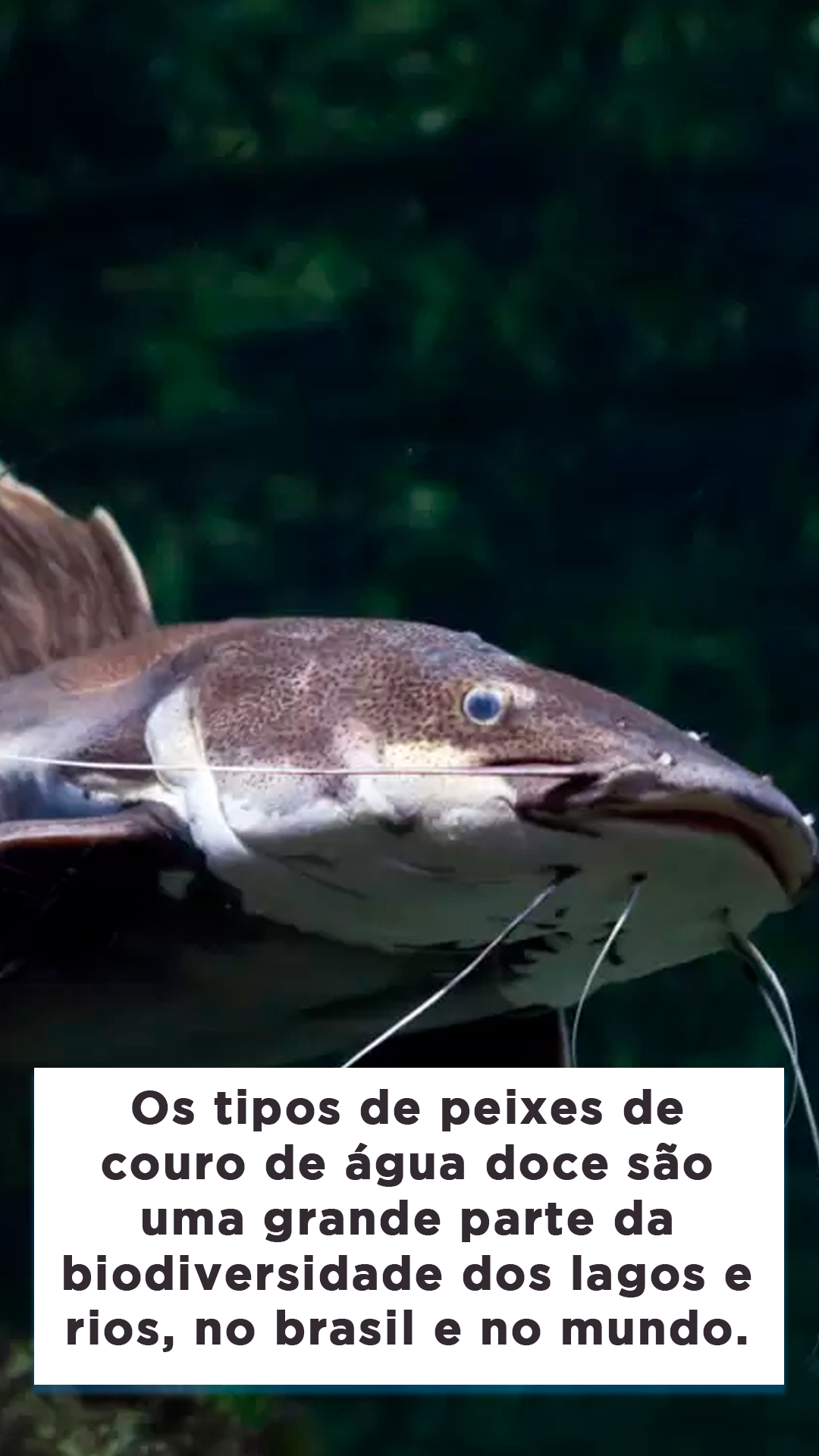Peixe De Couro água Doce - RETOEDU
