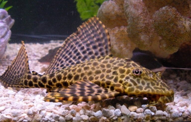 Cascudo Abacaxi peixe: características, reprodução e habitat | Blog do ...