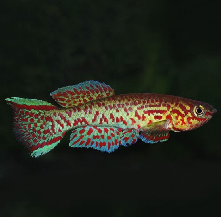 Blue lyretail peixe: características, habitat, alimentação e criação ...
