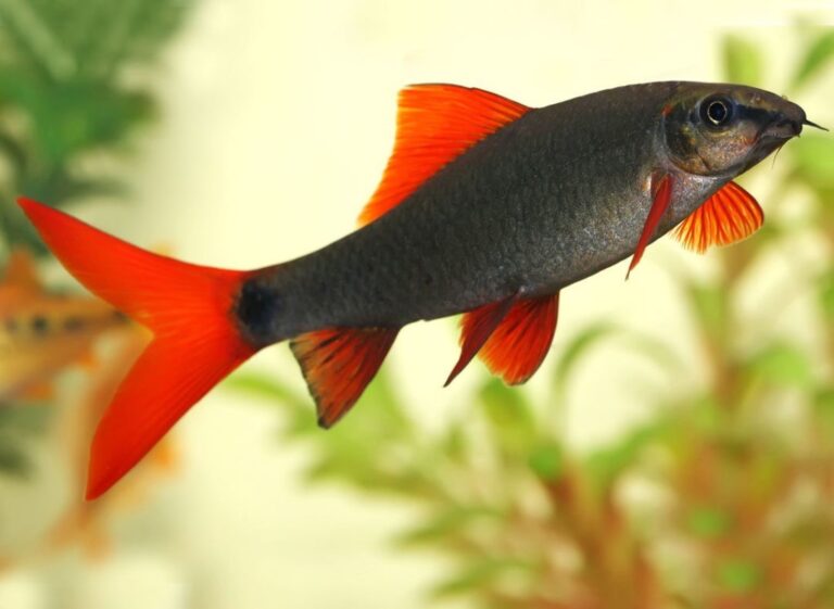 Labeo Frenatus peixe: características, habitat, alimentação e criação ...