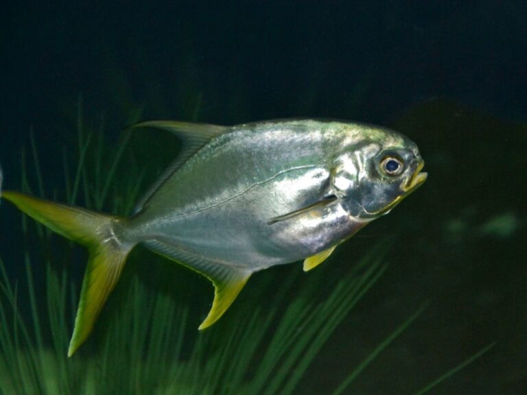 Pampo-verdadeiro: características, habitat, reprodução e alimentação ...