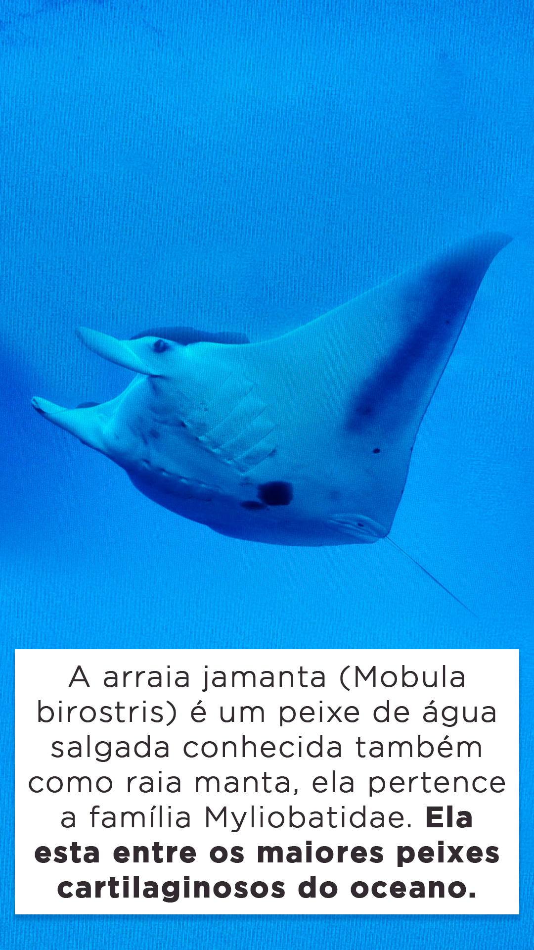 Arraia jamanta peixe: características, curiosidades, reprodução ...