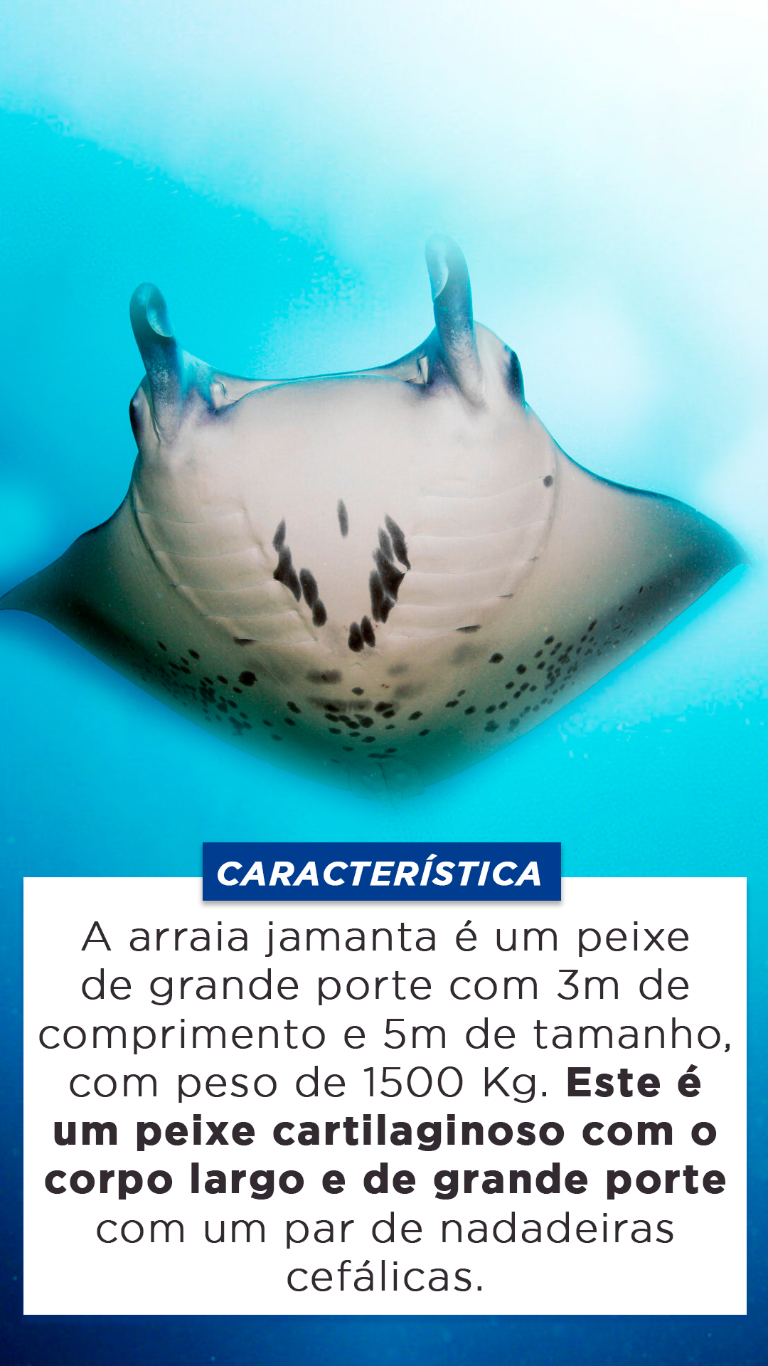 Arraia jamanta peixe: características, curiosidades, reprodução ...