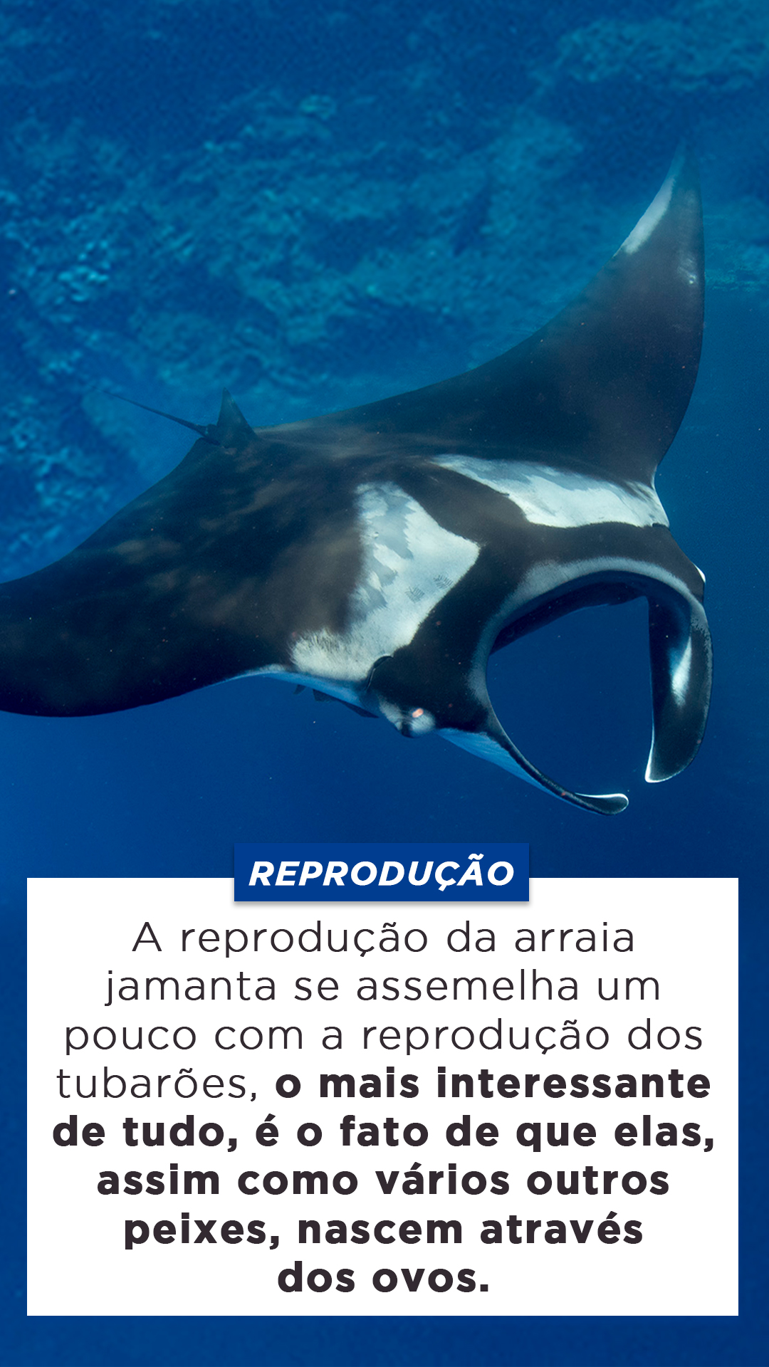 Arraia jamanta peixe: características, curiosidades, reprodução ...