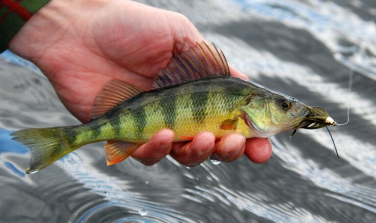 Perca amarela: características, habitat, reprodução e alimentação ...