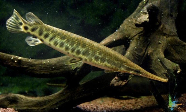 Florida gar: características, habitat, reprodução e alimentação | Blog ...