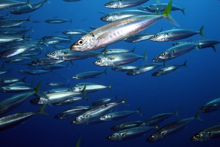 Sarda peixe: características, reprodução, alimentação e habitat | Blog ...