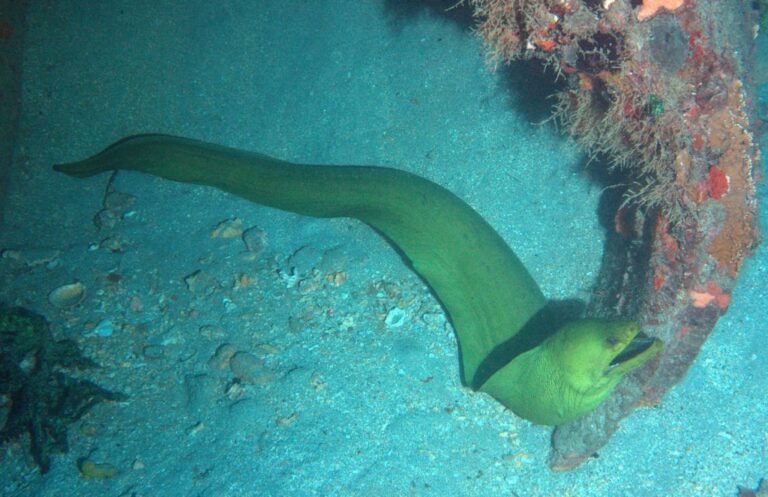 Moreia verde: características, habitat, alimentação e comportamento ...