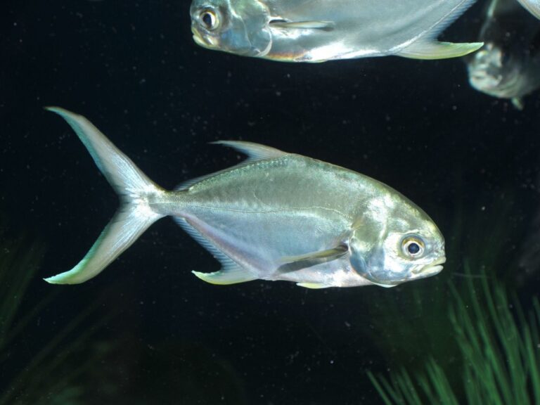 Pampo-verdadeiro: características, habitat, reprodução e alimentação ...