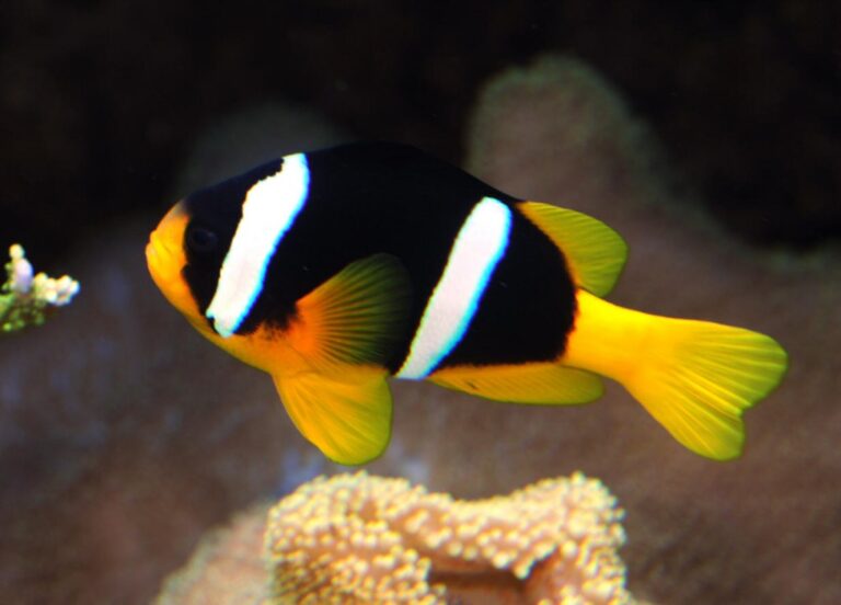 Peixe-palhaço clarkii: características, curiosidades, habitat e ...