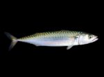 Sarda peixe: características, reprodução, alimentação e habitat | Blog ...
