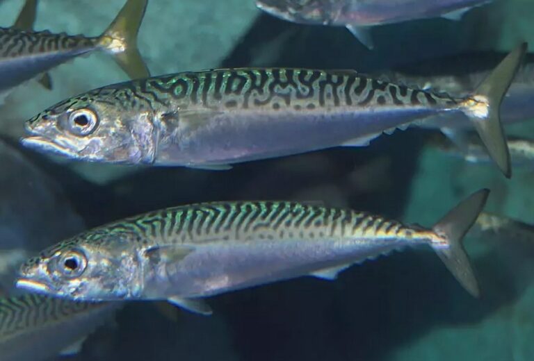 Sarda peixe: características, reprodução, alimentação e habitat | Blog ...