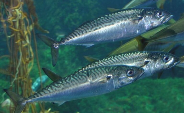 Sarda peixe: características, reprodução, alimentação e habitat | Blog ...