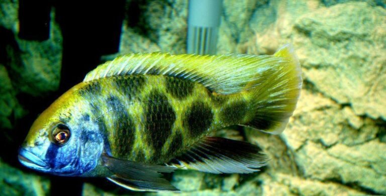 Peixe venustus: origem, características, reprodução, alimentação ...