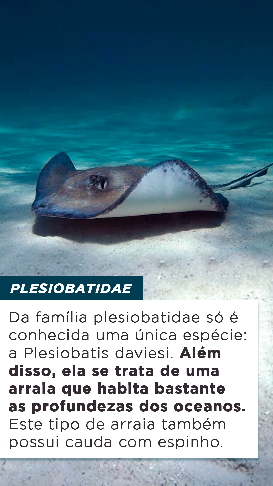 Tipos de arraia do mar: características, informações e muito mais ...