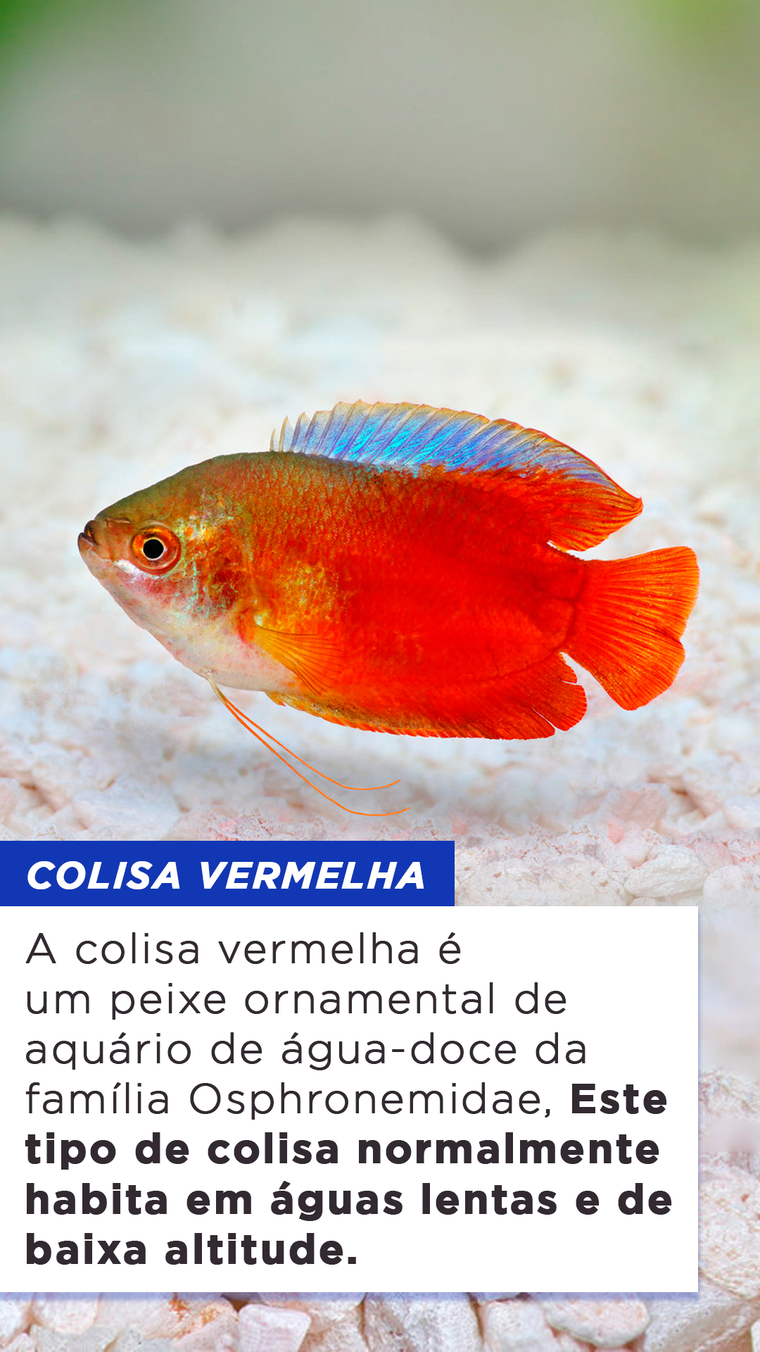 8 tipos de peixe colisa mais conhecidas | Blog do Pescador