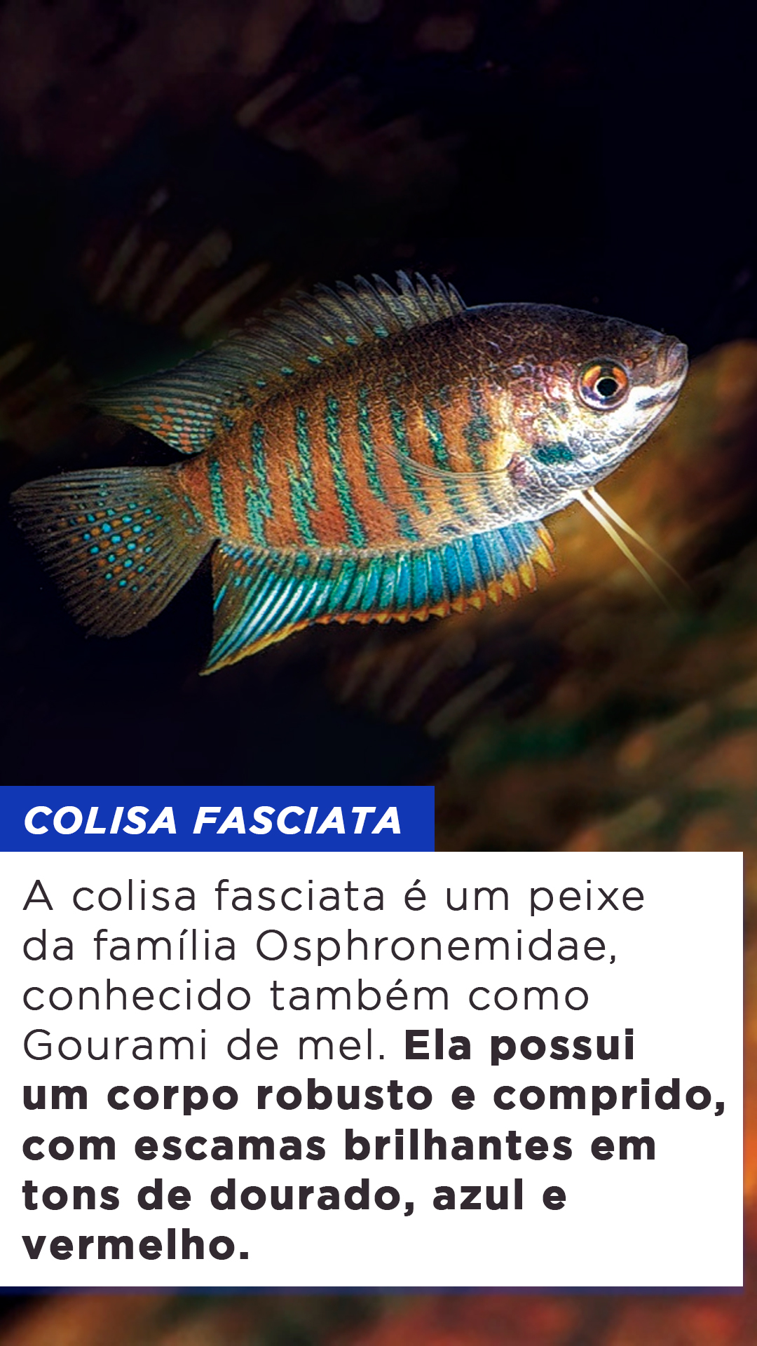 8 tipos de peixe colisa mais conhecidas | Blog do Pescador