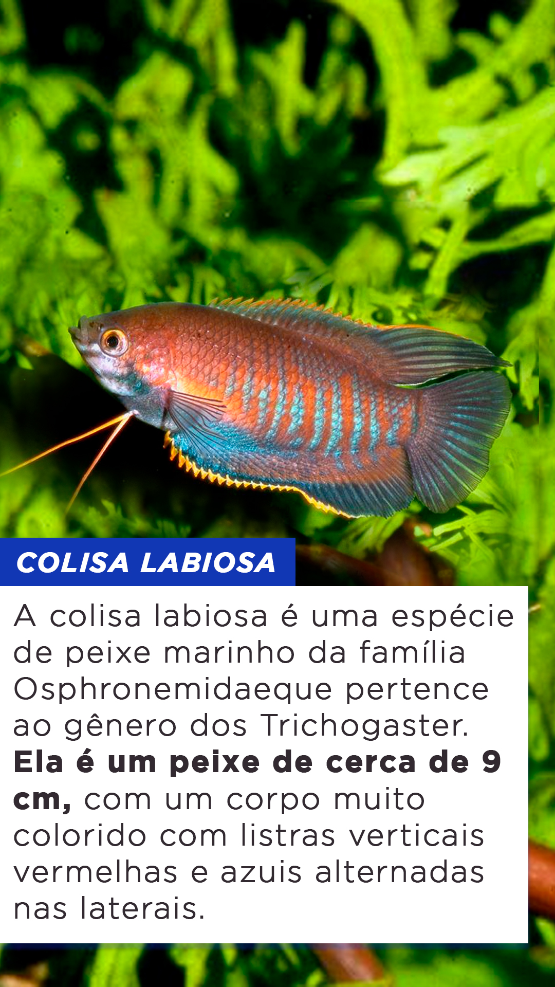 8 tipos de peixe colisa mais conhecidas | Blog do Pescador