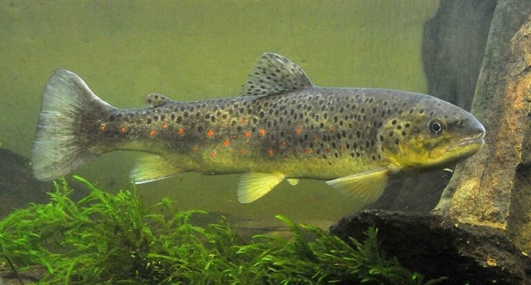 Truta-marisca peixe: características, reprodução, alimentação e habitat ...