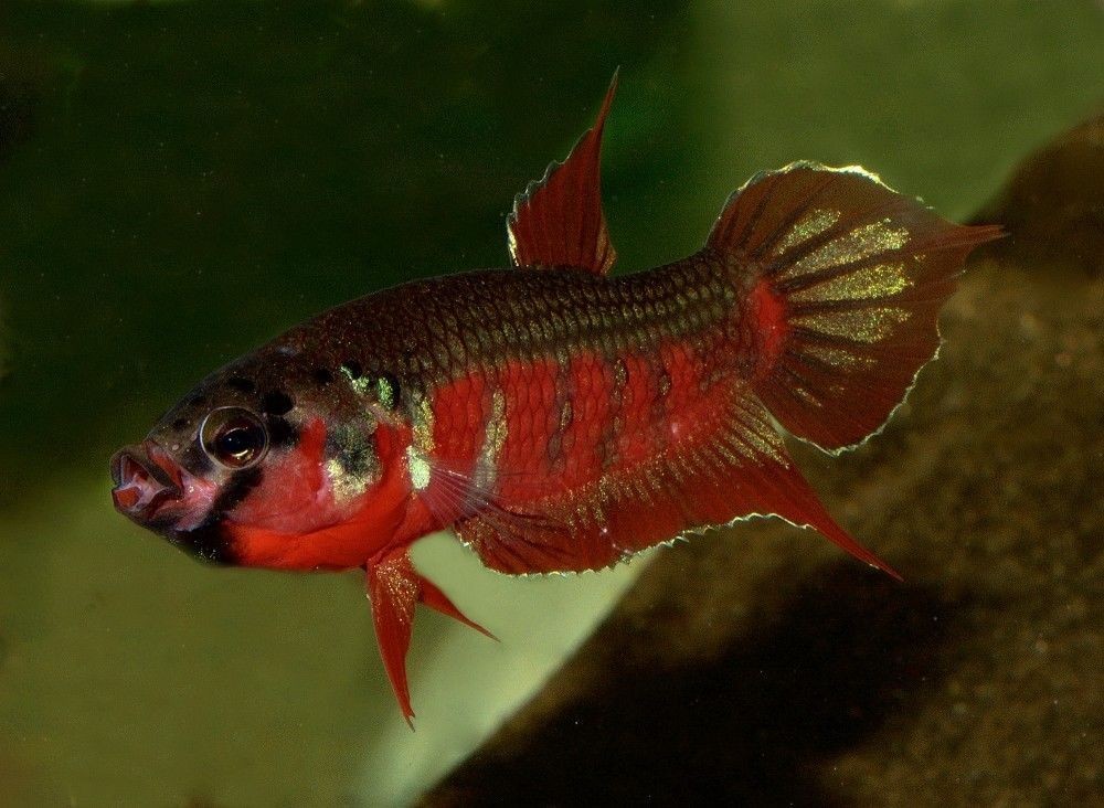 Betta Rubra peixe: características, hábitat, alimentação e onde ...
