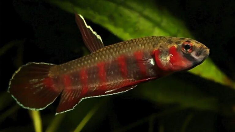 Betta Rubra peixe: características, hábitat, alimentação e onde ...