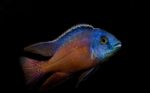 Red Empress peixe: características, hábitat, alimentação e onde ...